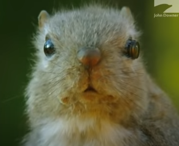 MTGNexus - squirrel shock